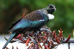 Close-up Tui | dedepuppets